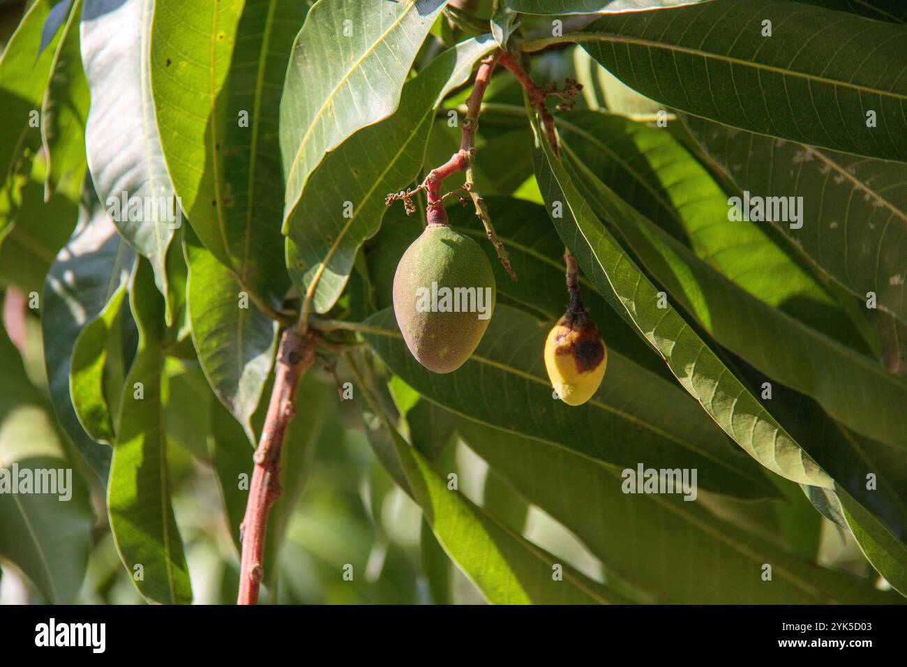 Mangoes on a mango tree in Rio de Janeiro, Brazil Stock Photo - Alamy