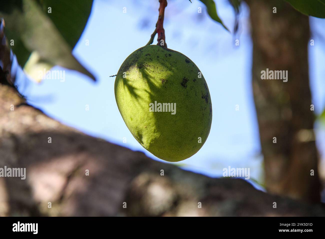 Mangoes on a mango tree in Rio de Janeiro, Brazil Stock Photo - Alamy