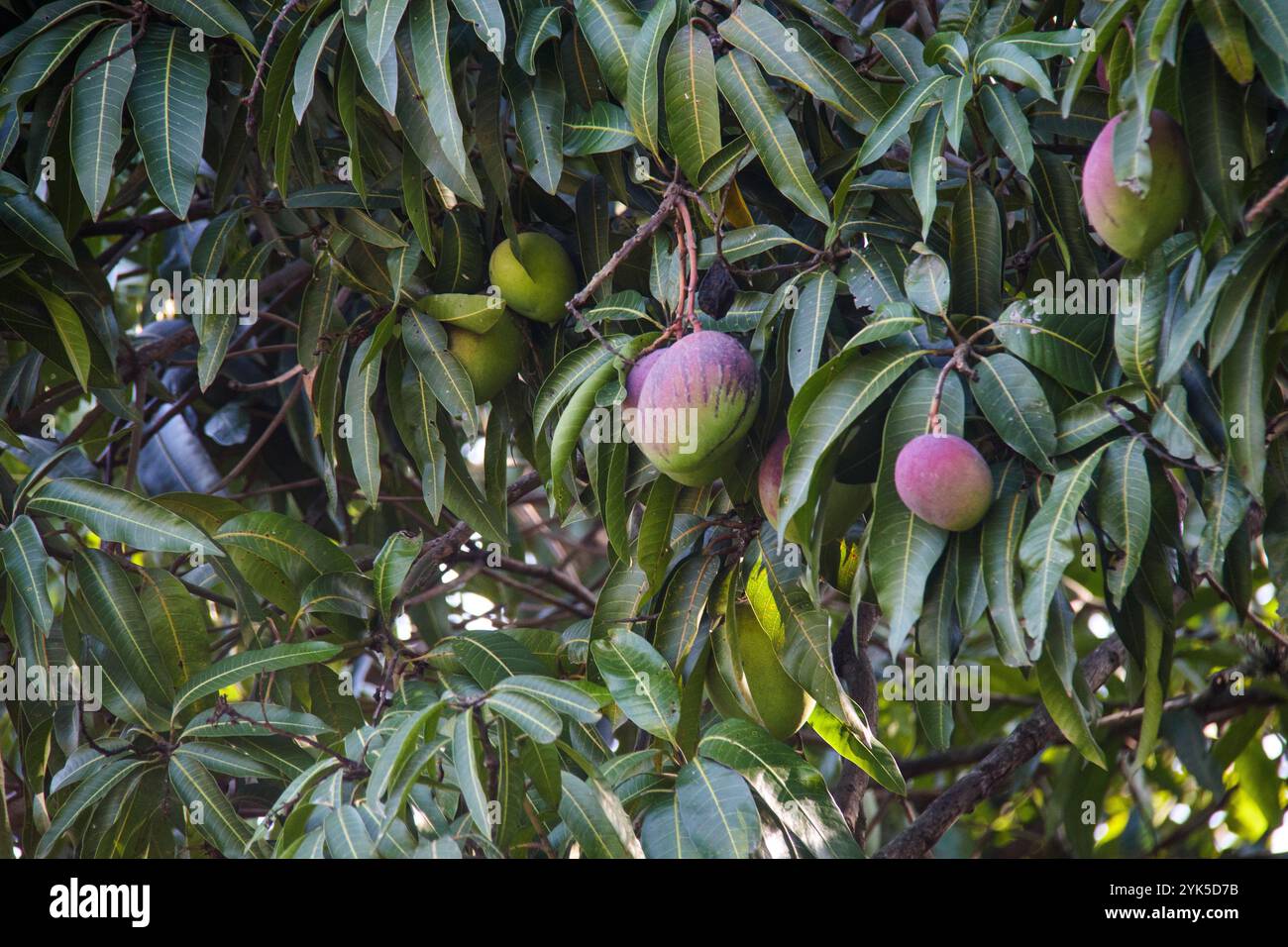 Mangoes on a mango tree in Rio de Janeiro, Brazil Stock Photo - Alamy