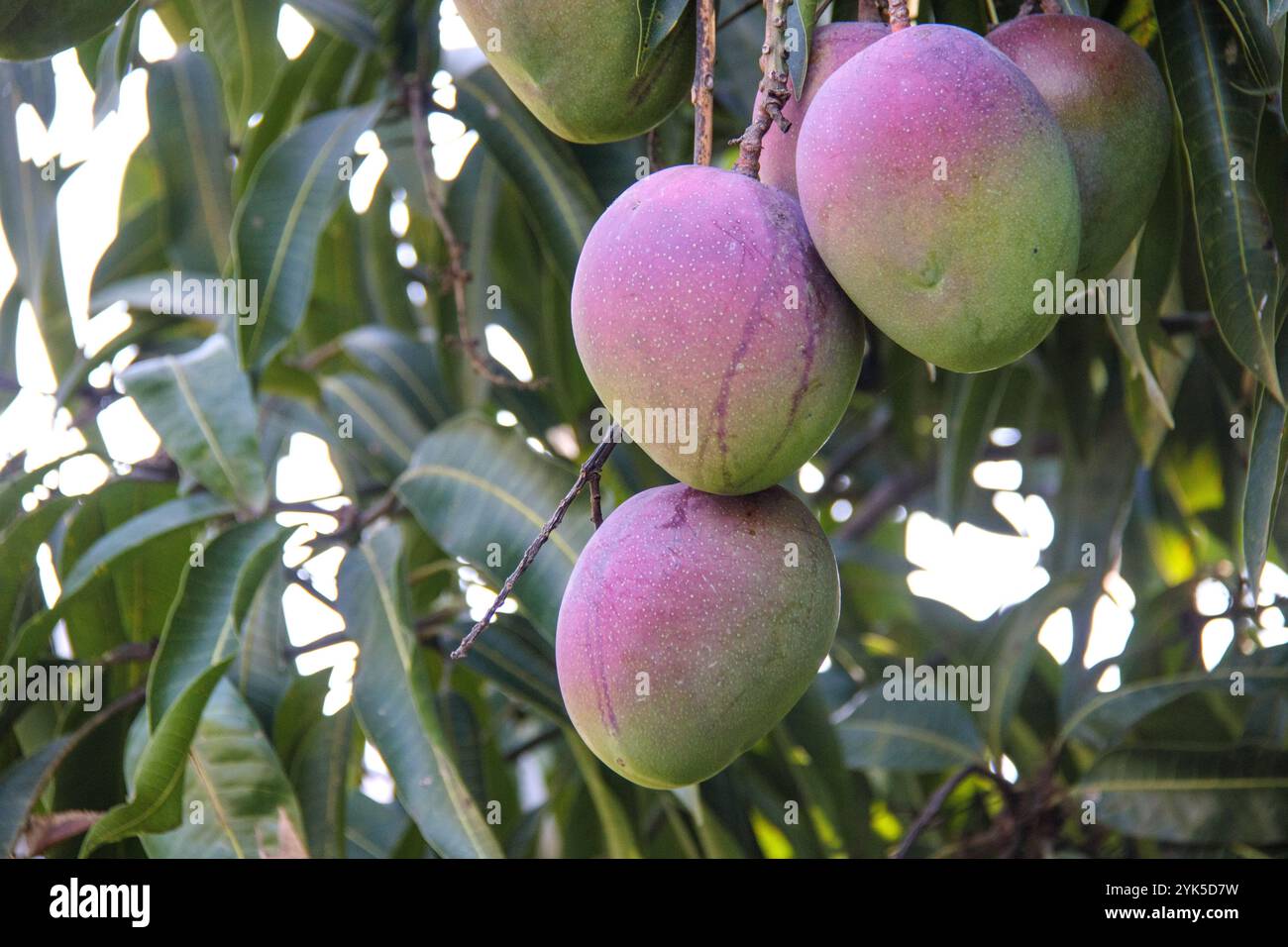 Mangoes on a mango tree in Rio de Janeiro, Brazil Stock Photo - Alamy