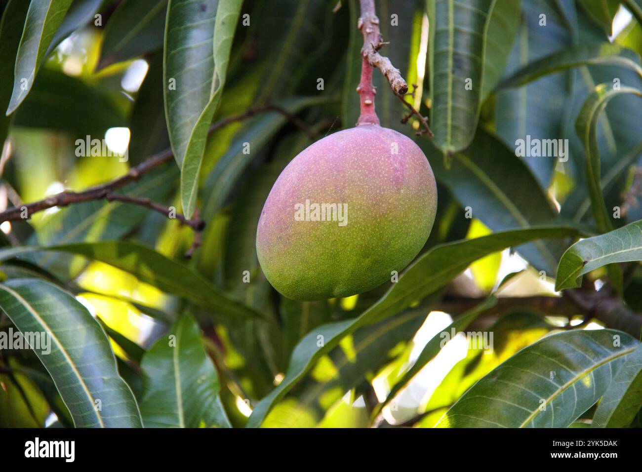 Mangoes on a mango tree in Rio de Janeiro, Brazil Stock Photo - Alamy