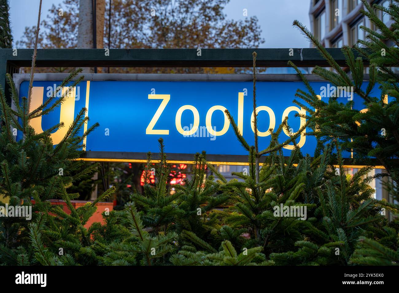 A blue zoo metro sign hidden under the branches of a spruce tree. The ...