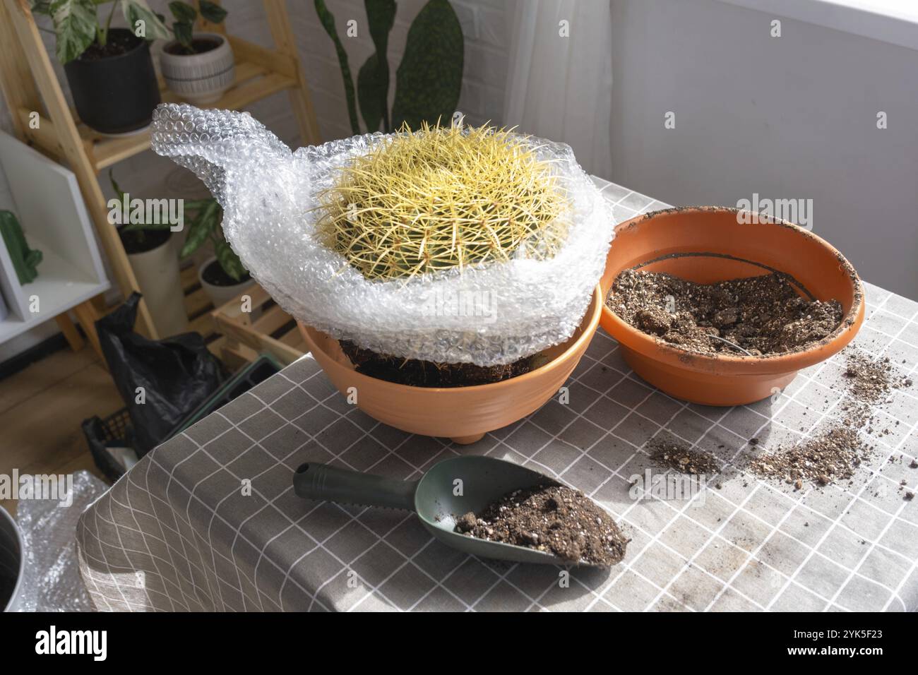 Repotting overgrown home plant large spiny cactus Echinocactus Gruzoni ...
