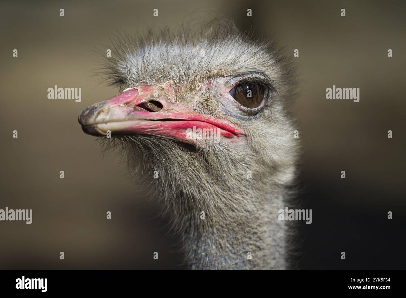 Portrait of a Greater Rhea, Rhea americana Stock Photo - Alamy