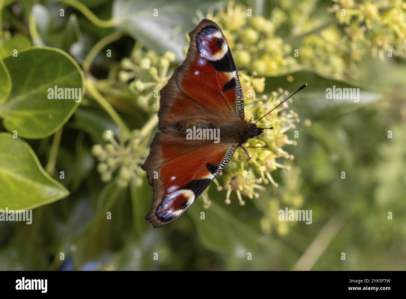 Peacock butterfly (Aglais io) on flower, St Abbs, Scottish Borders ...