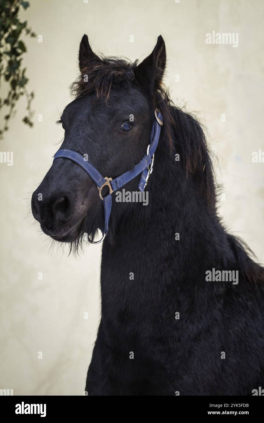 Beauty foal friesian horse hi-res stock photography and images - Alamy