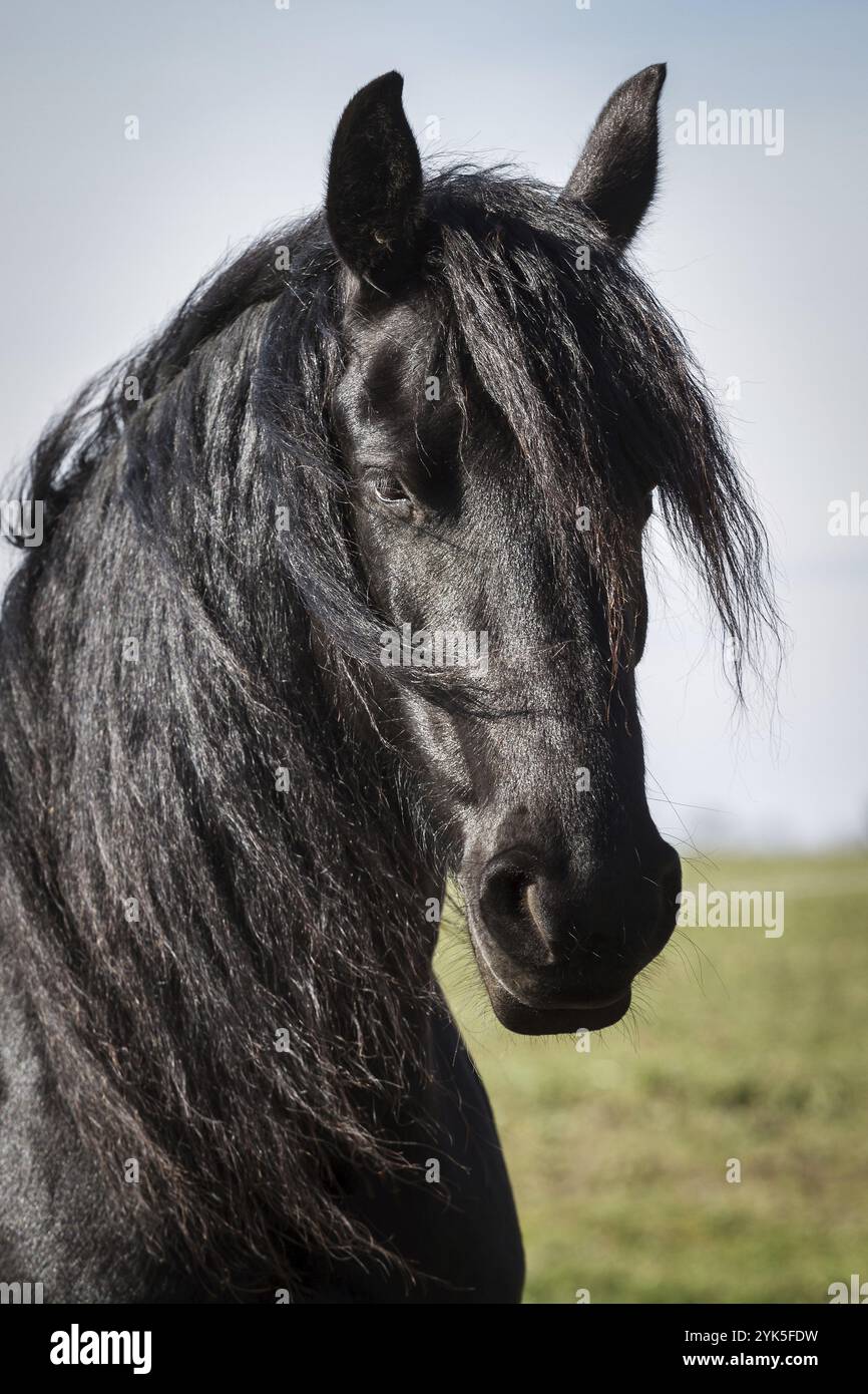 Portrait beauty friesian horse Stock Photo - Alamy