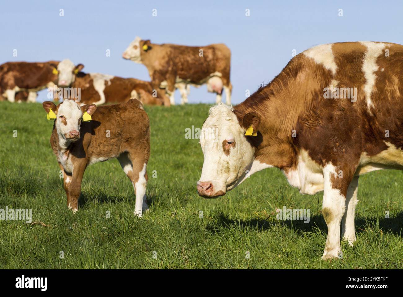 Bulls in pasture hi-res stock photography and images - Alamy