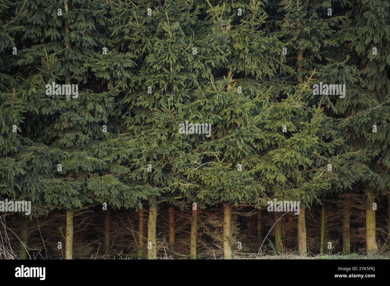 Dense spruce forest with dense spruce trunk Stock Photo - Alamy