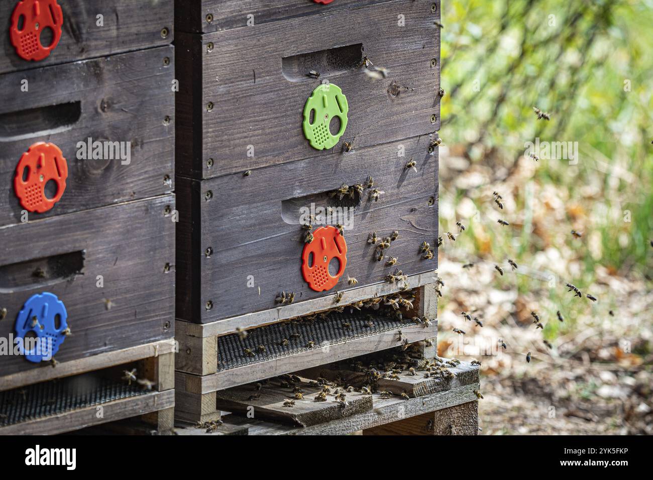 Closeup shot beehive boxes hi-res stock photography and images - Alamy