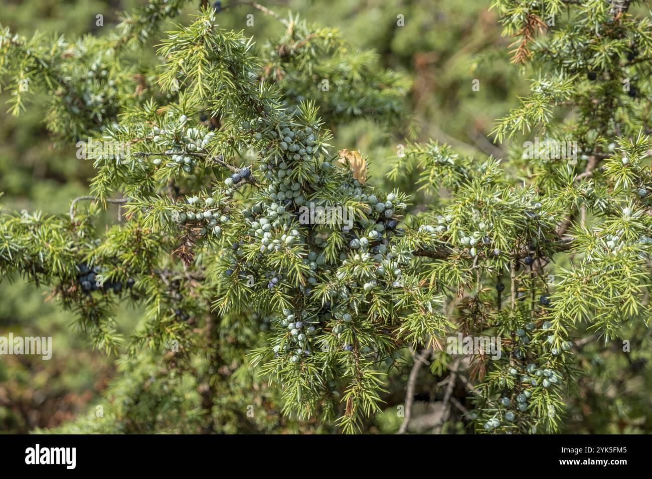 Common juniper (Juniperus communis), Netherlands Stock Photo - Alamy