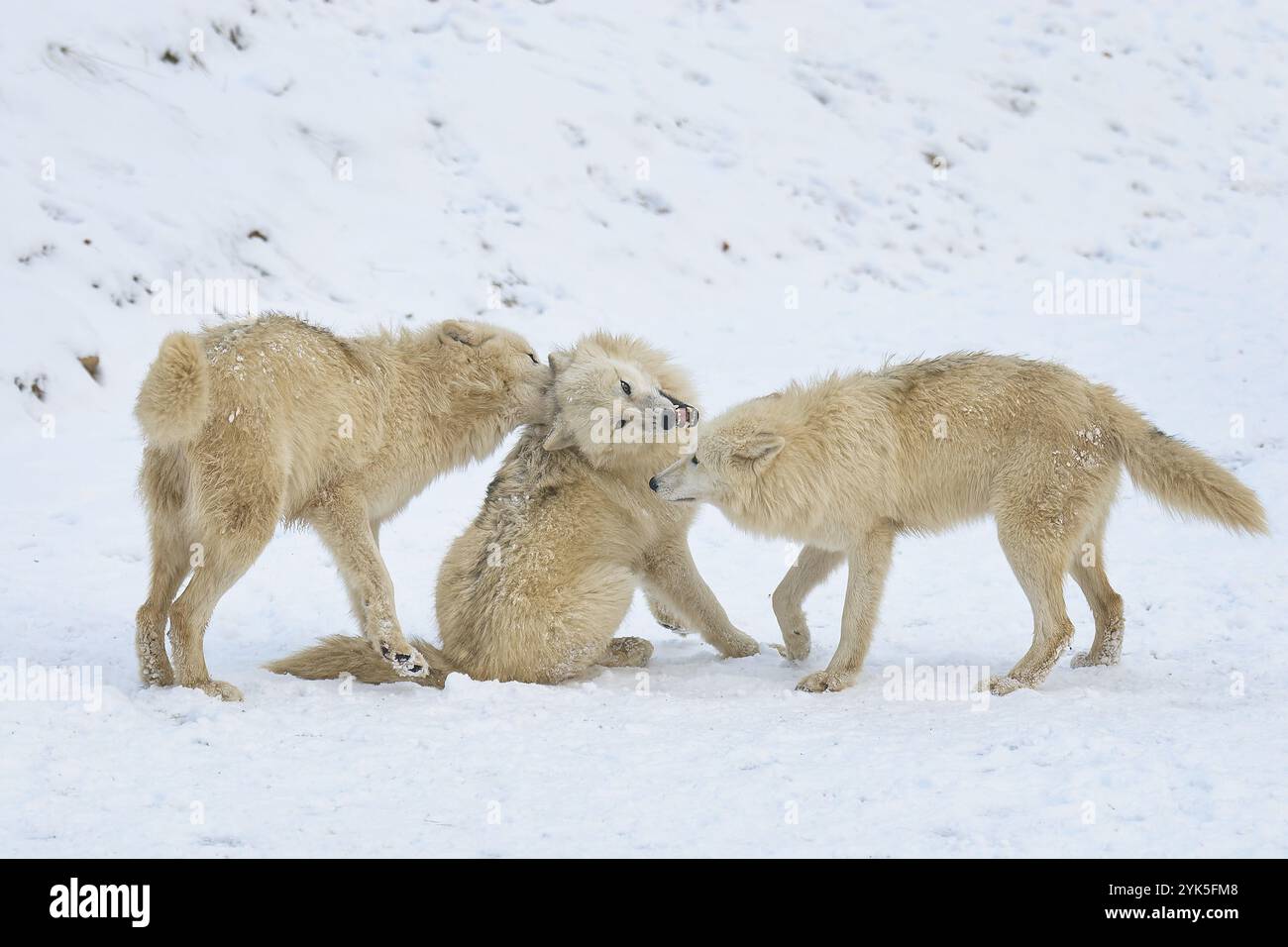 Arctic wolf (Canis lupus arctos), three wolves playing in the snow ...