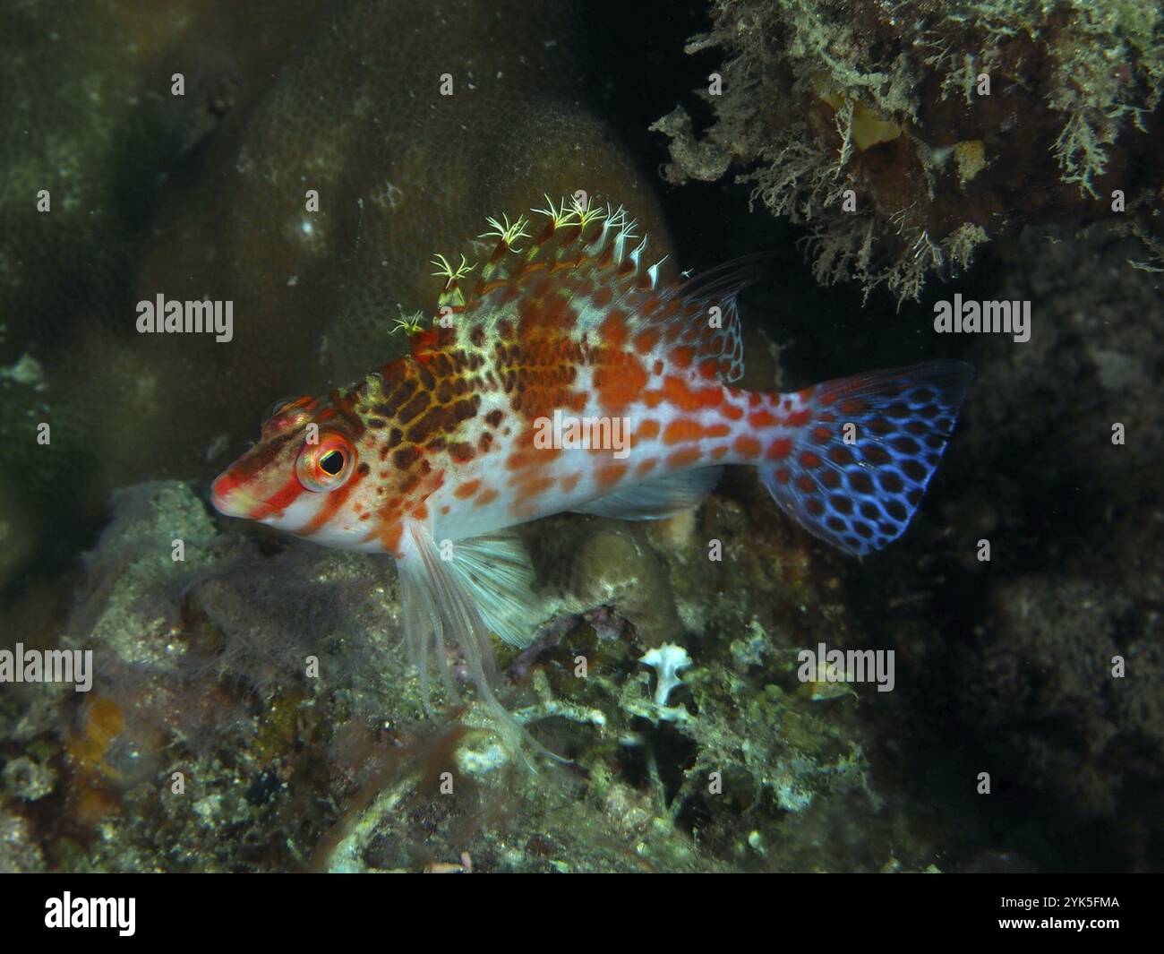 Fish with blue fins, Dwarf Hawkfish (Cirrhitichthys falco), on a coral ...
