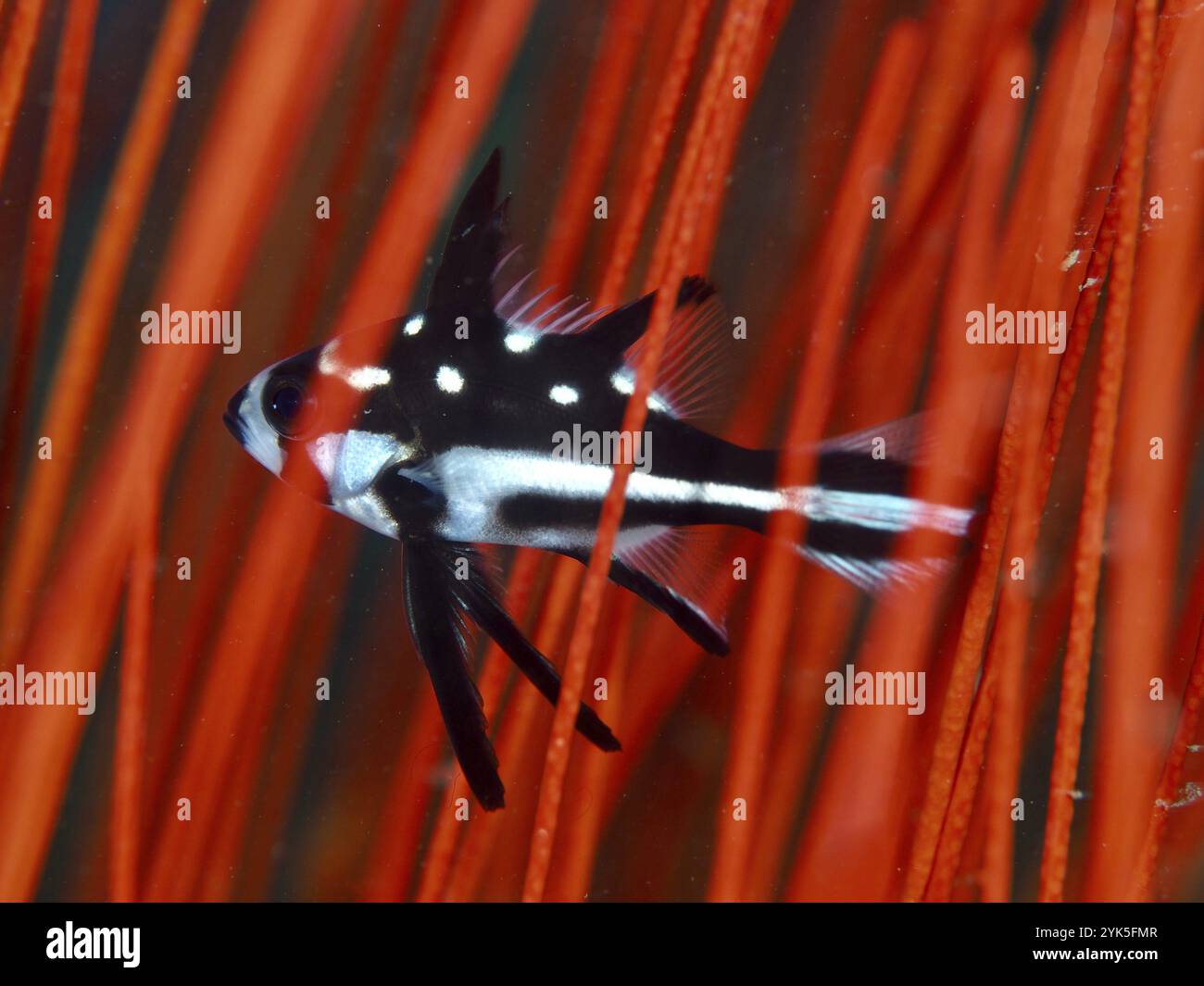 Black and white fish, yellow-eyed snapper (Macolor macularis) juvenile ...