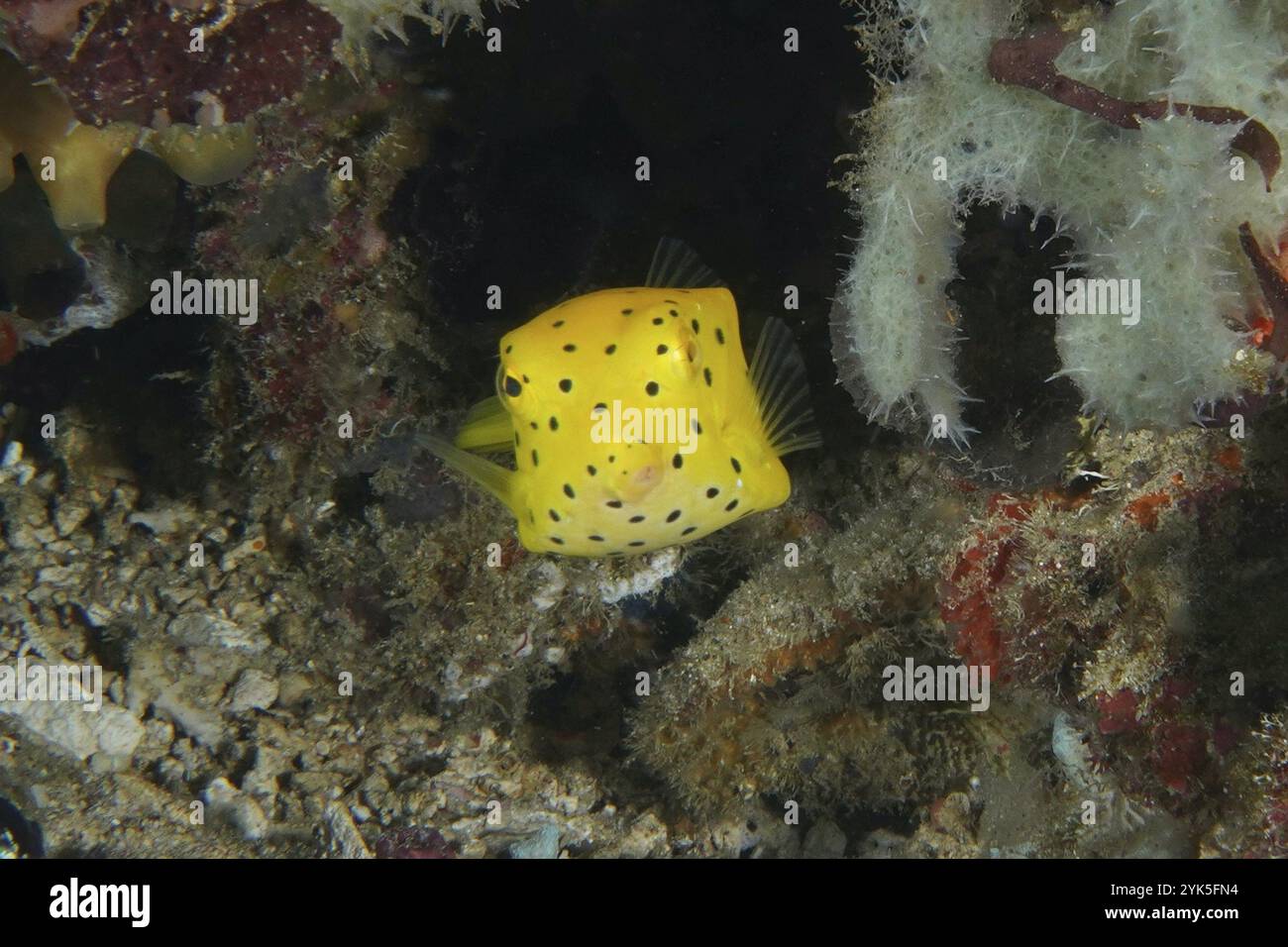 Square yellow fish, yellow boxfish (Ostracion cubicus) juvenile, hidden ...