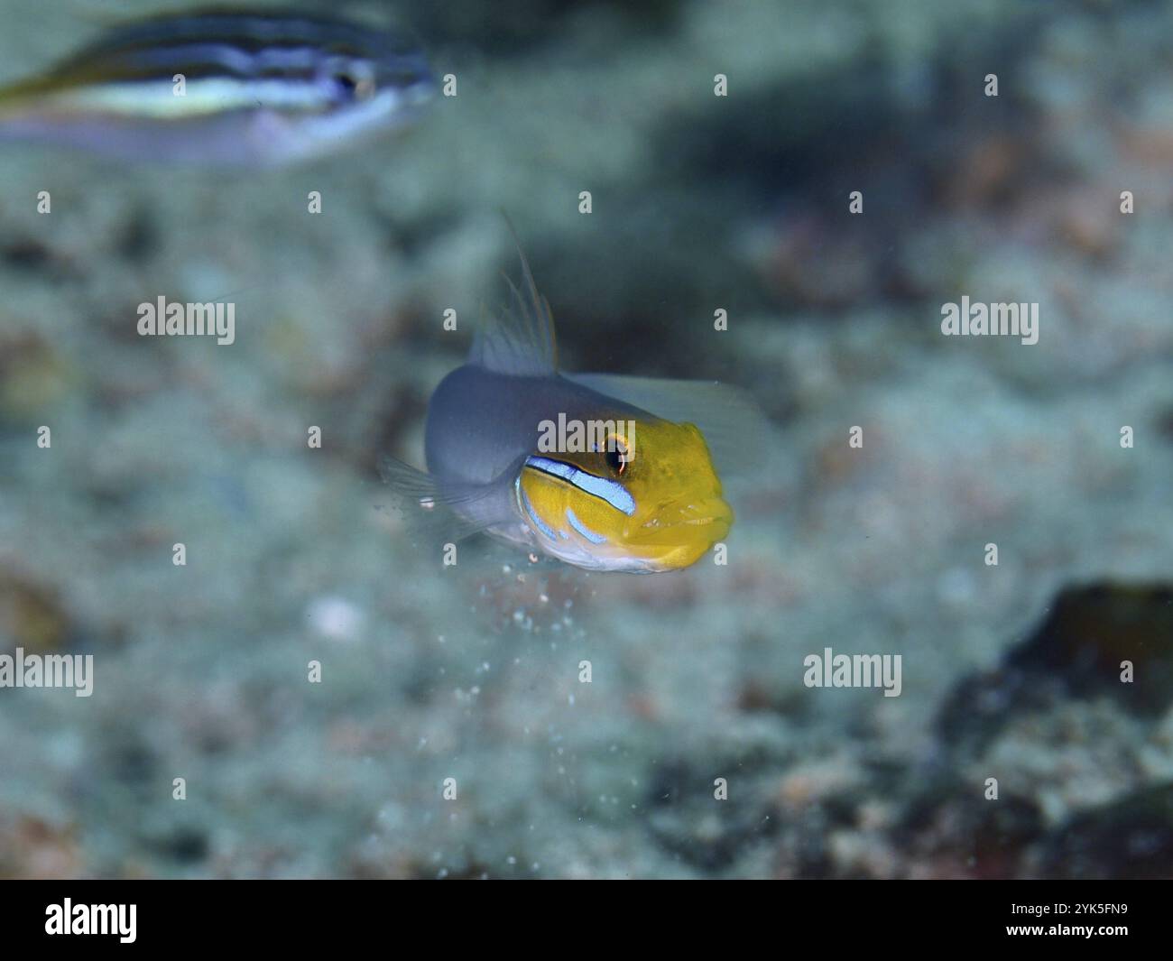 Golden fronted sleeper gobies hi-res stock photography and images - Alamy