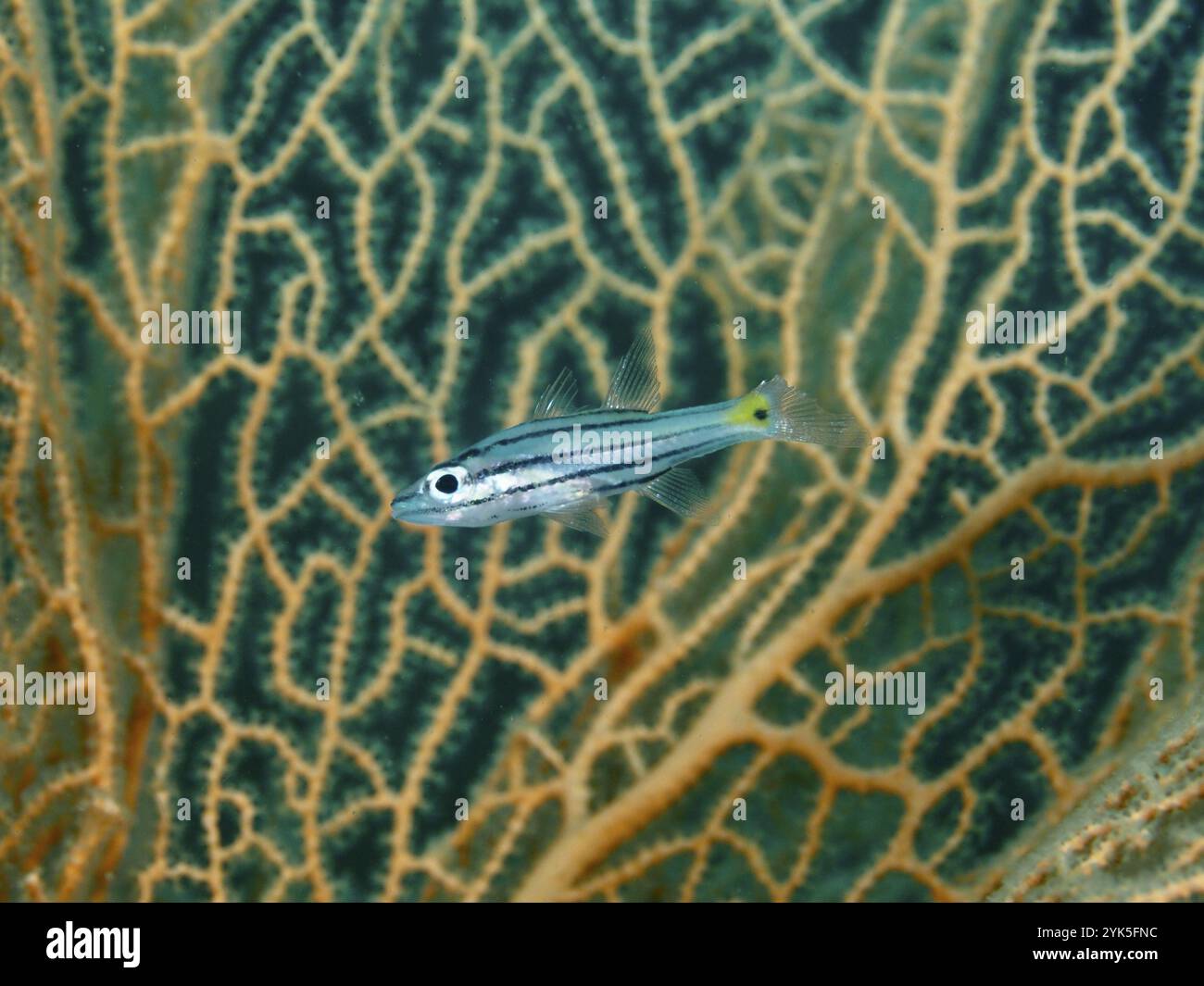 A striped fish, five-line cardinalfish (Cheilodipterus quinquelineatus ...