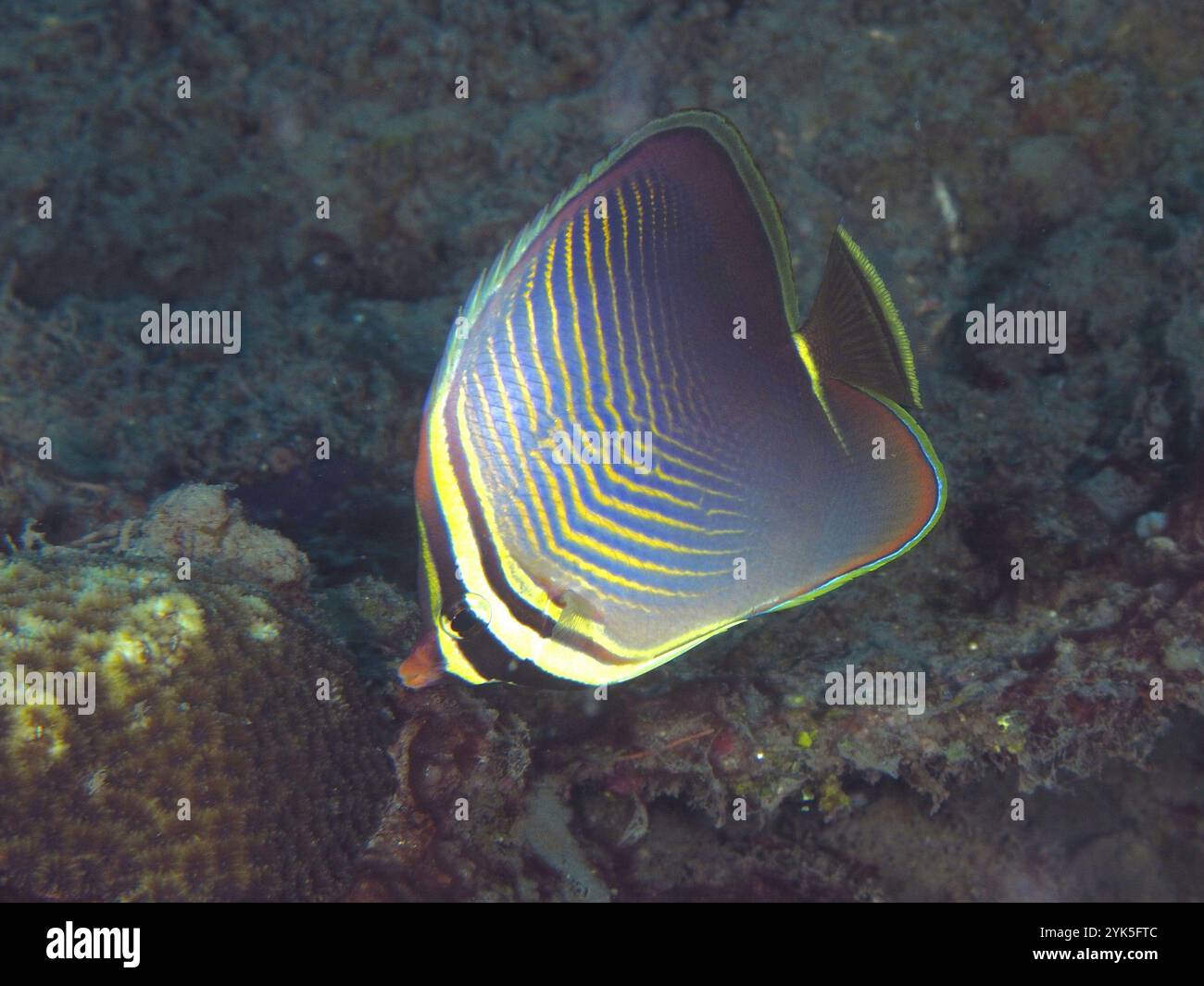 Purple-yellow fish with stripe pattern, baroness butterflyfish ...
