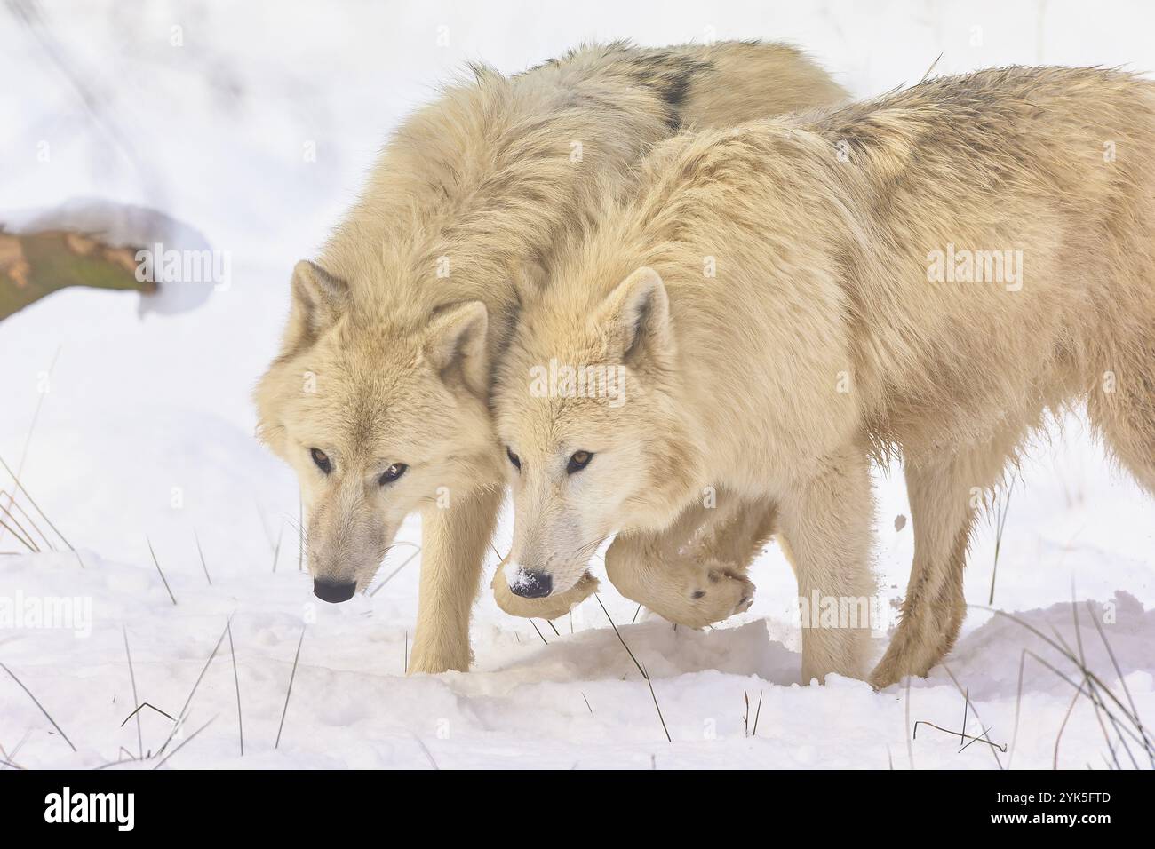 Arctic wolf (Canis lupus arctos), two wolves walking close together on ...