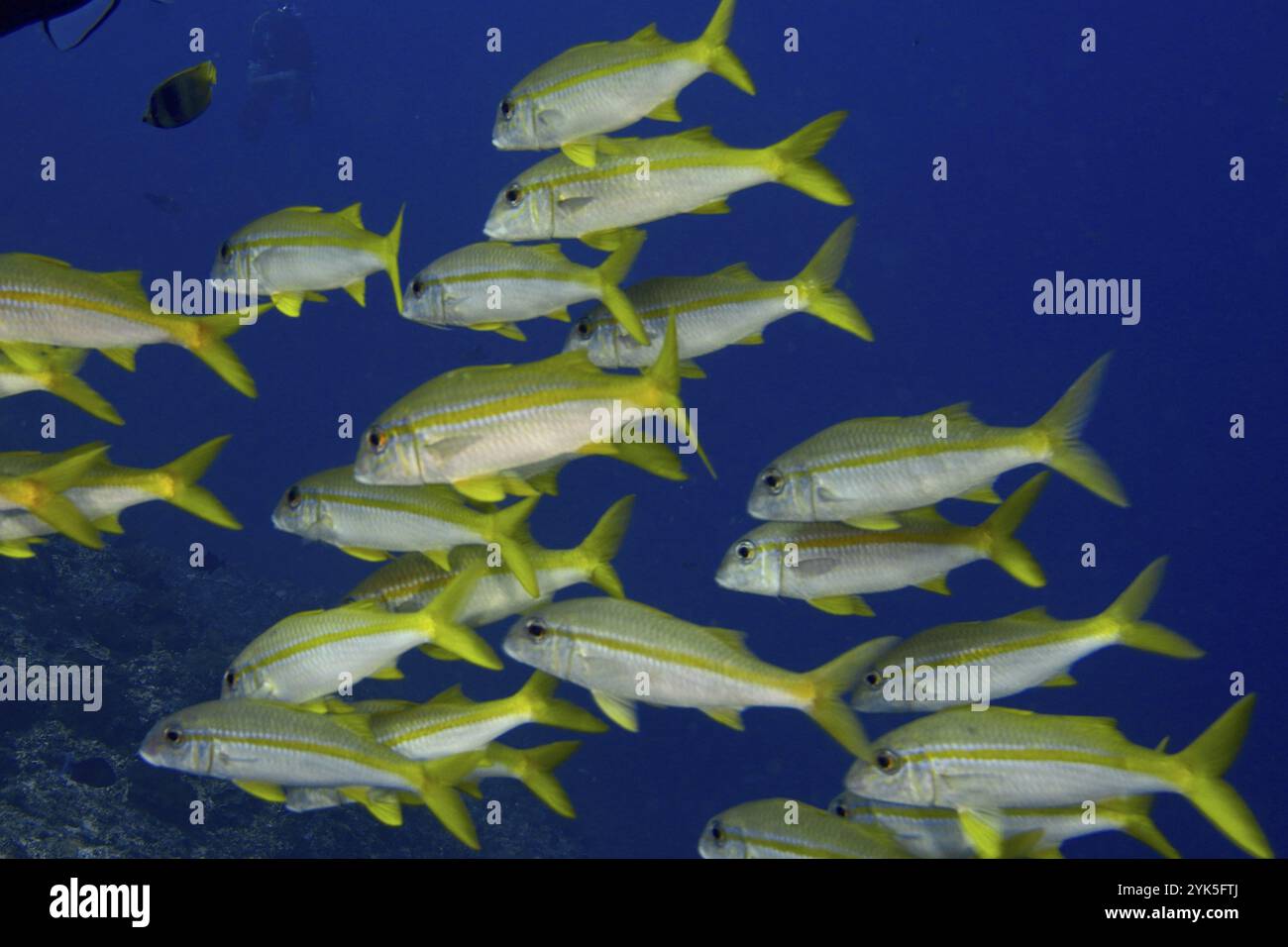 Shoal of yellow fish, yellowtail mullet (Mulloidichthys vanicolensis ...