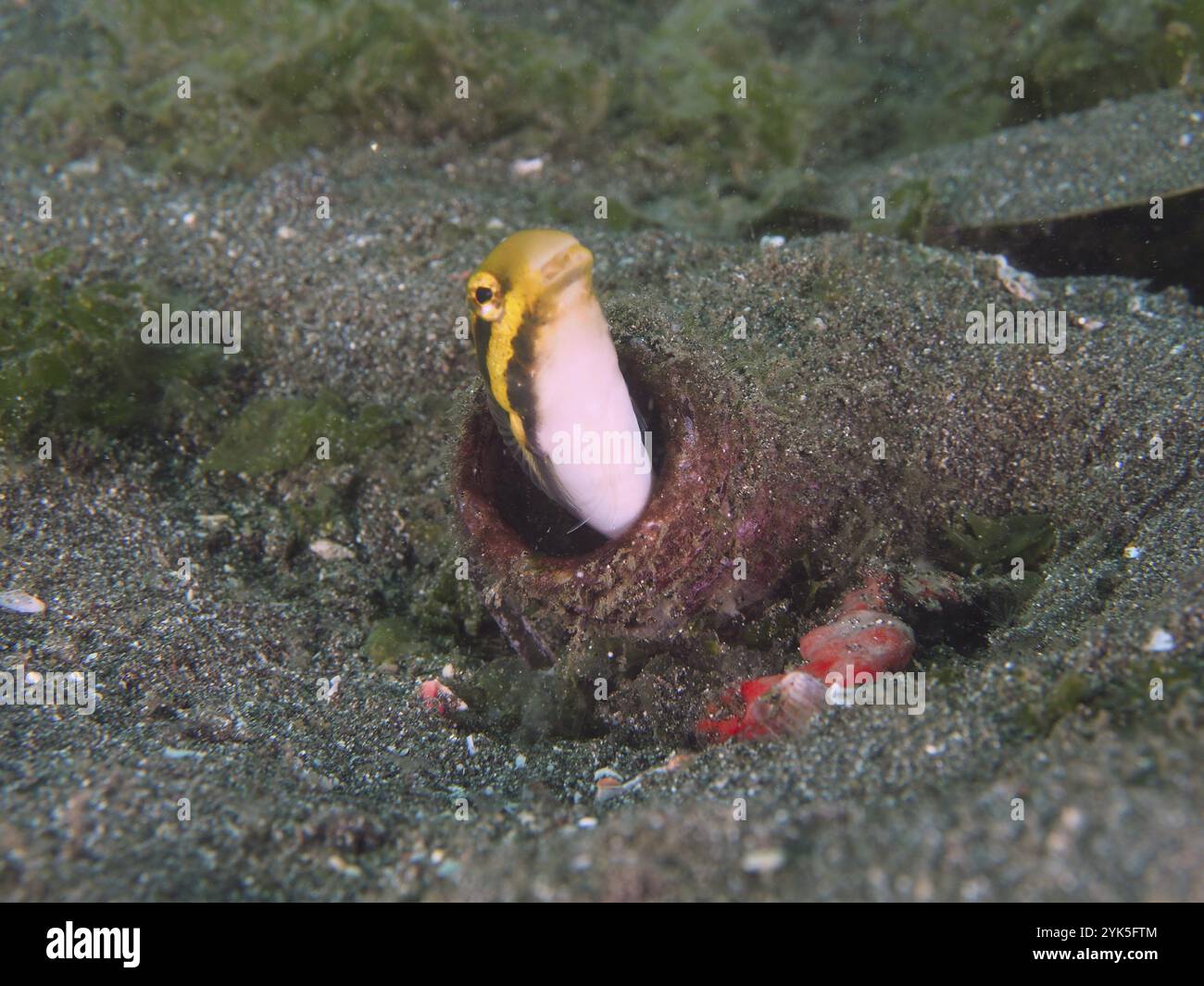Short head sabretooth blenny hi-res stock photography and images - Alamy