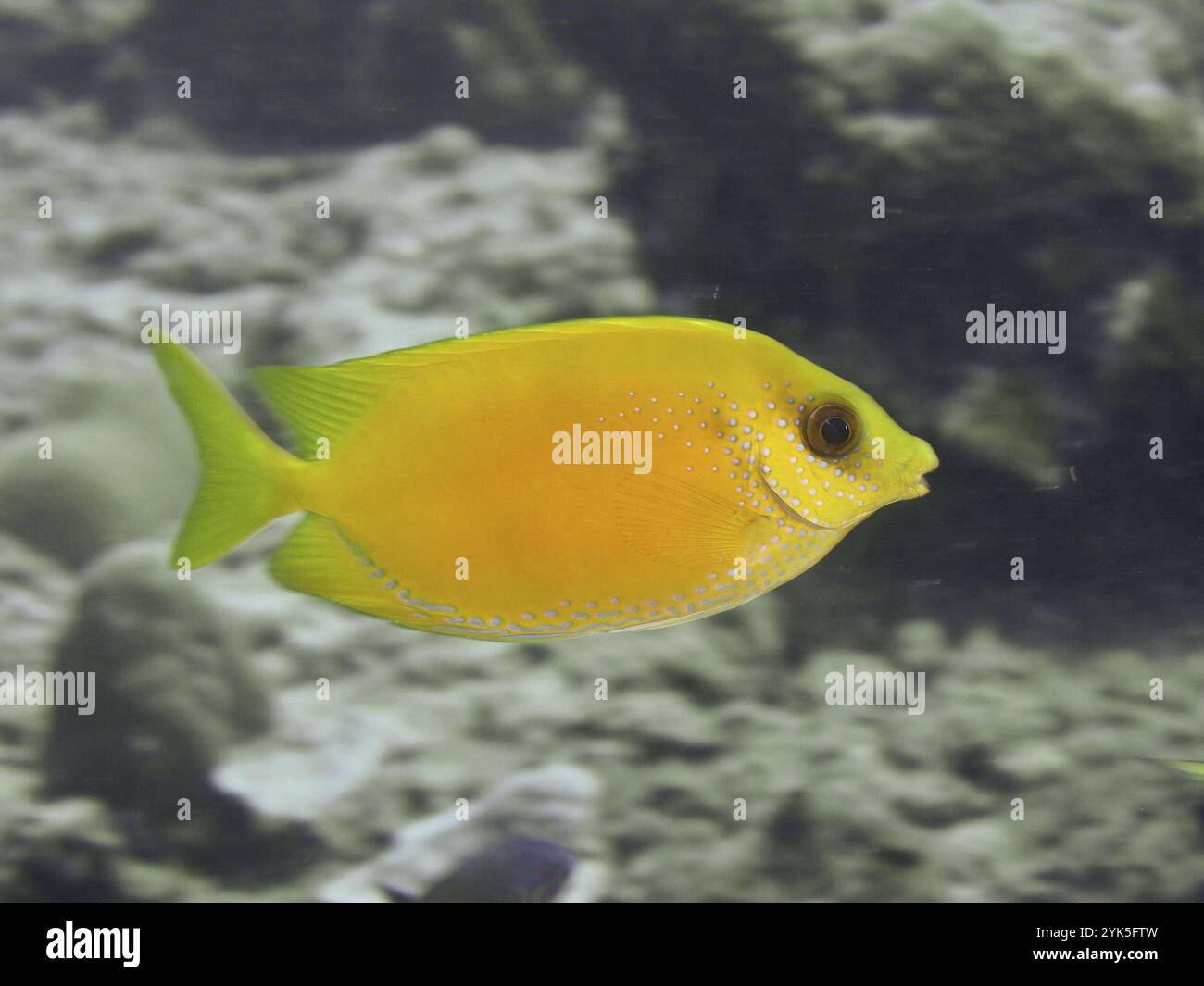 Indian coral rabbitfish hi-res stock photography and images - Alamy