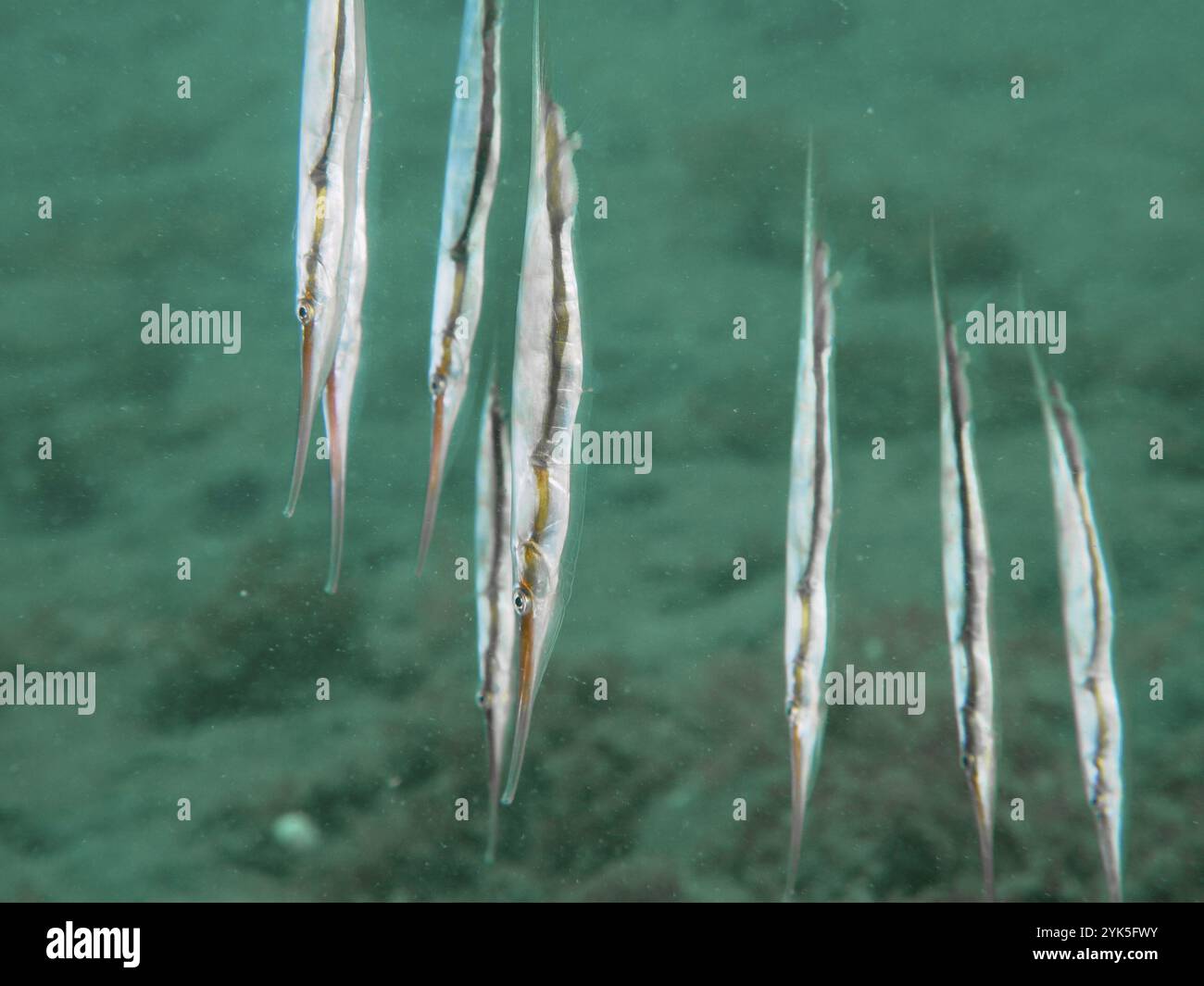 Jointed razor fishes hi-res stock photography and images - Alamy