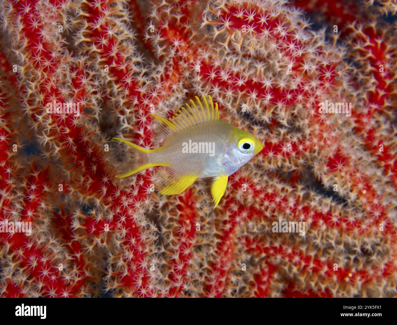 Yellow coloured fish, Golden damselfish (Amblyglyphidodon aureus ...