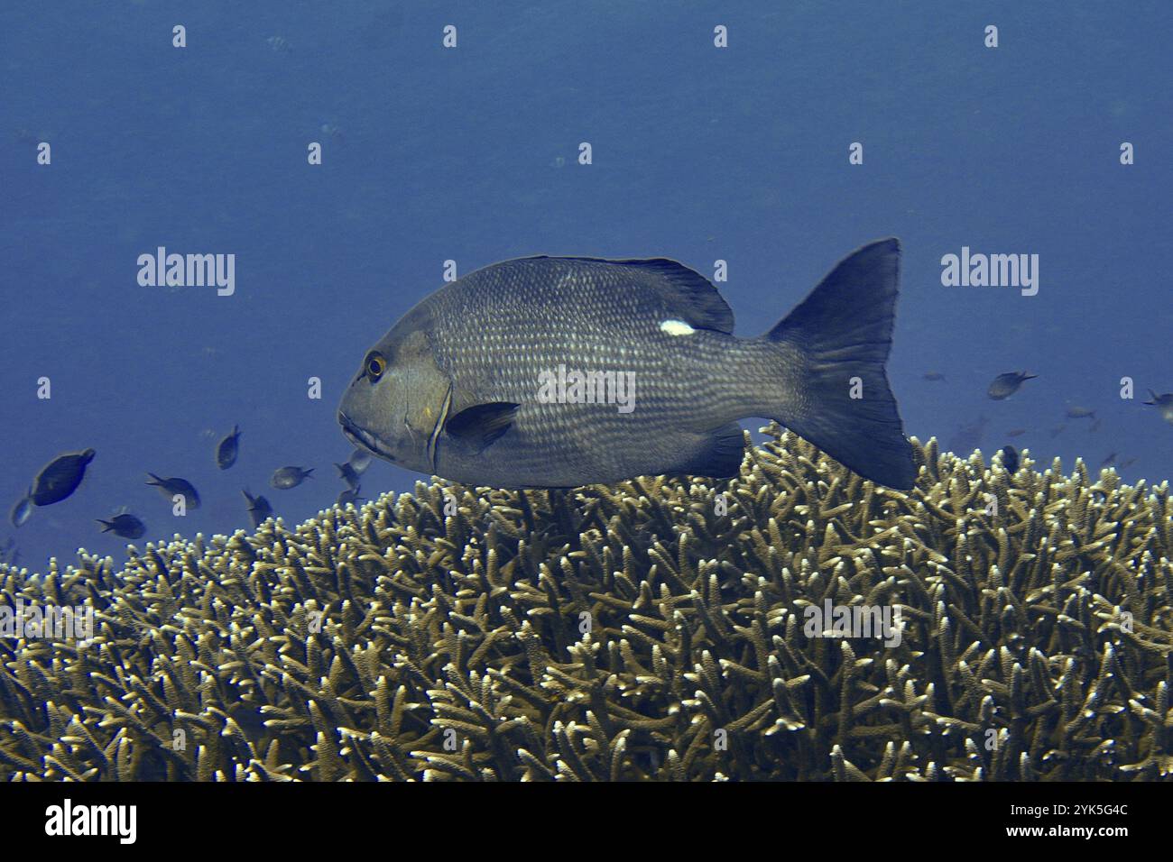 A double spotted snapper (Lutjanus bohar) swimming over a coral reef in ...