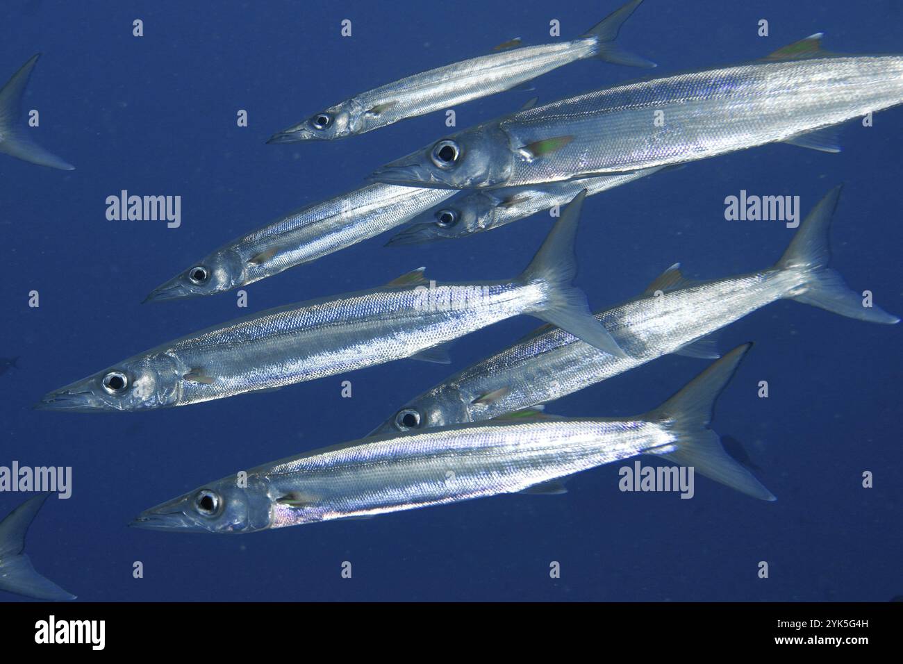Silver-coloured fish, big-eyed barracuda (Sphyraena forsteri), swimming ...