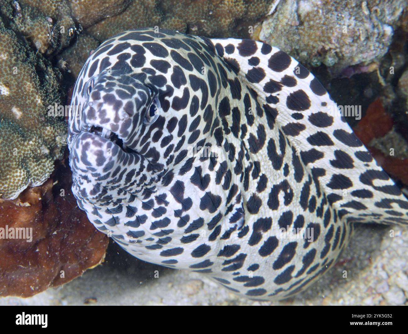 Detailed view coral reef structures hi-res stock photography and images ...