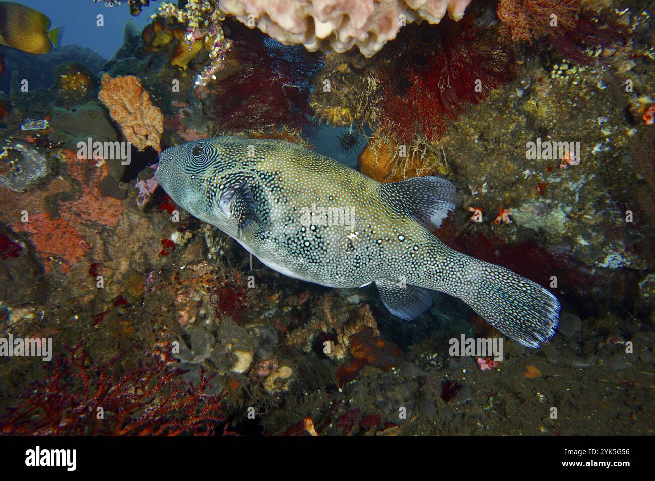 Colourful fish, blue spotted pufferfish (Arothron caeruleopunctatus ...