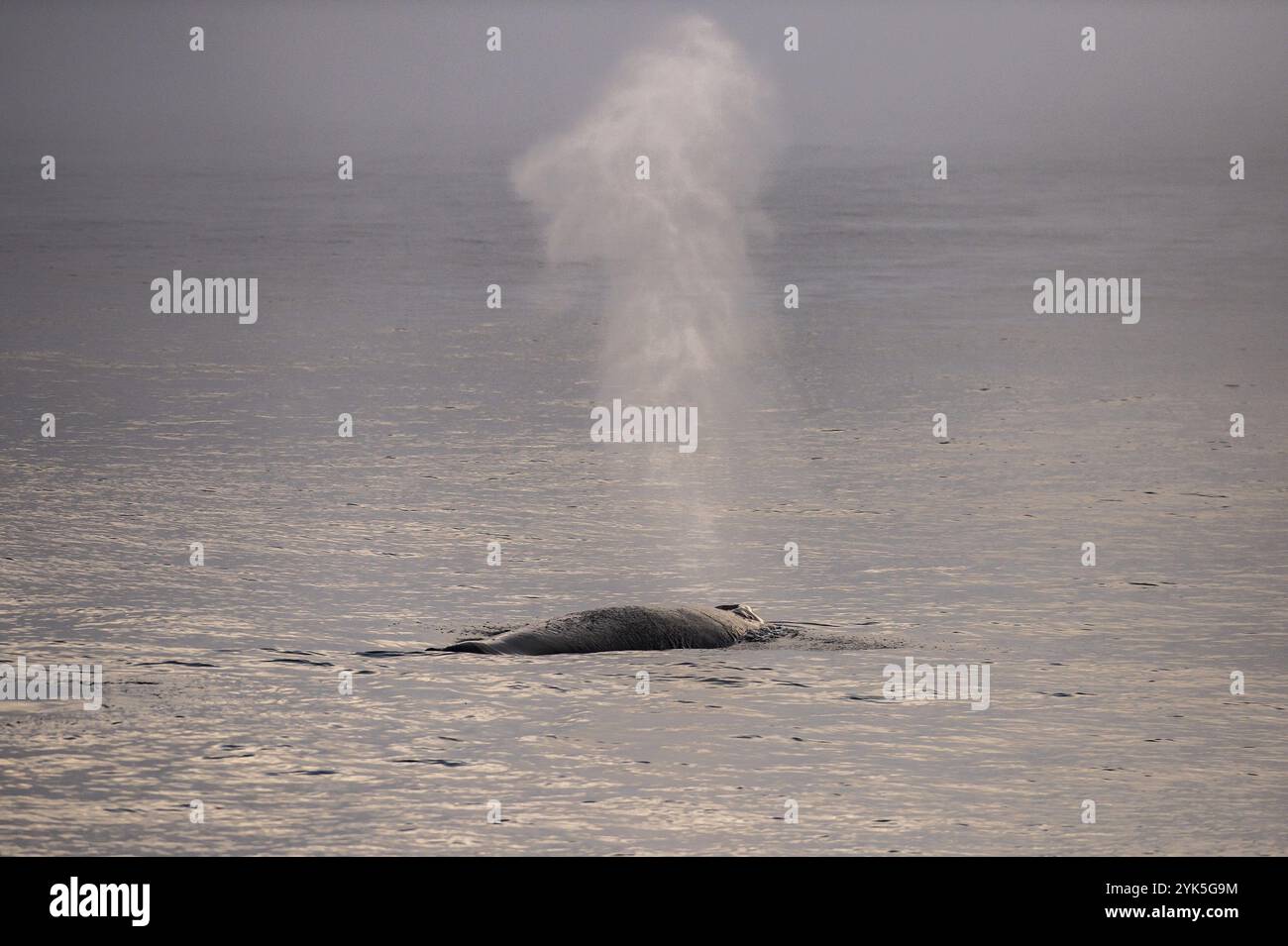 Blas, humpback whale (Megaptera novaeangliae), Barents Sea, Northeast ...