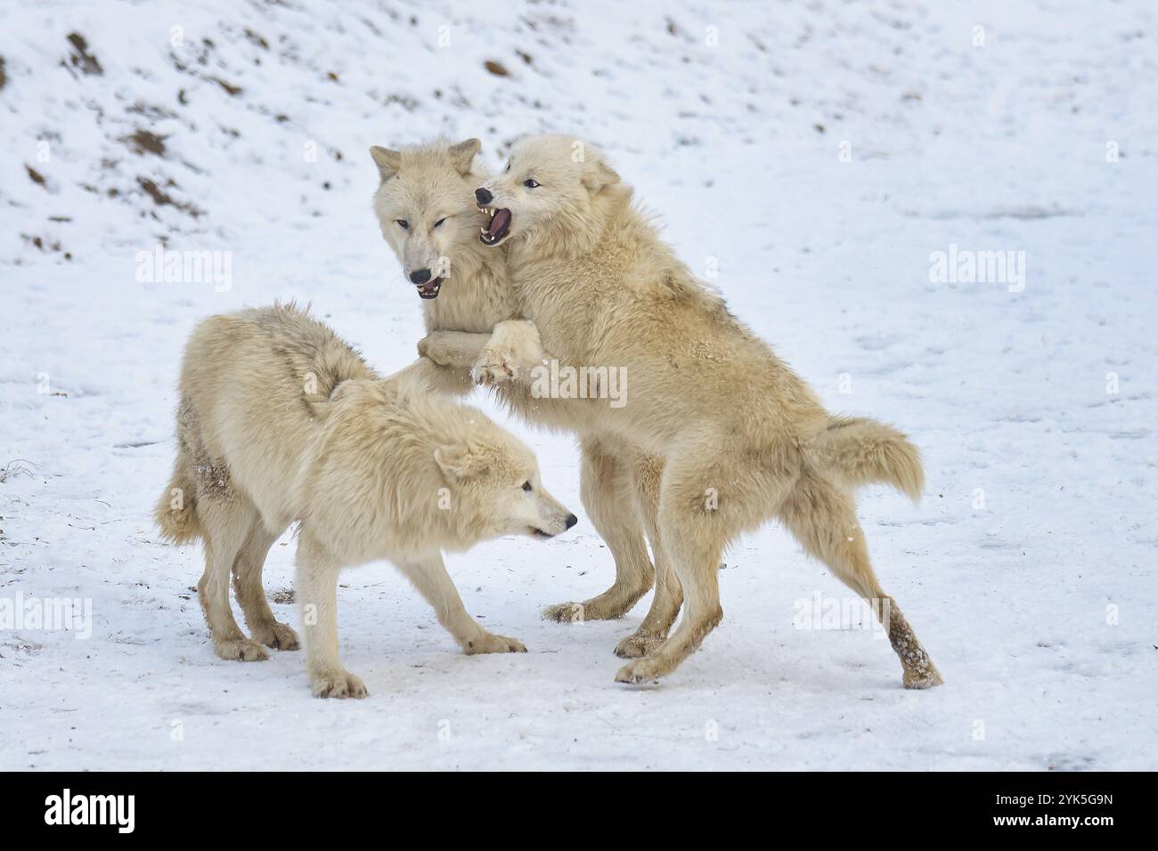 Arctic wolves fighting hi-res stock photography and images - Alamy