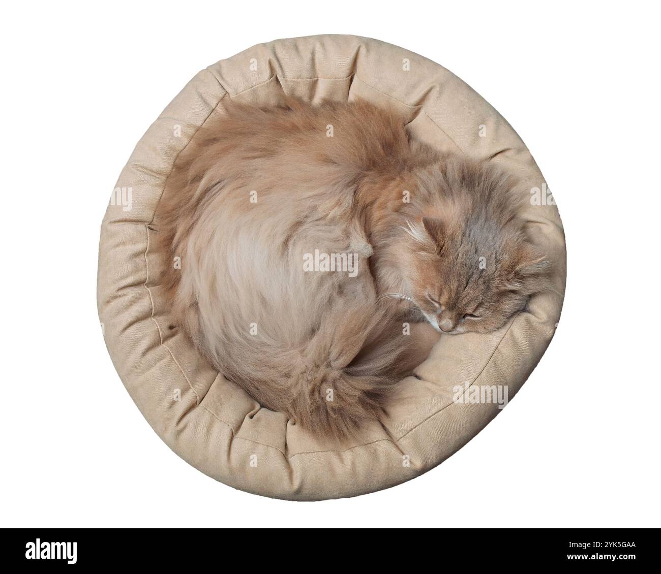 Long haired cat fluffy Cut Out Stock Images & Pictures - Alamy