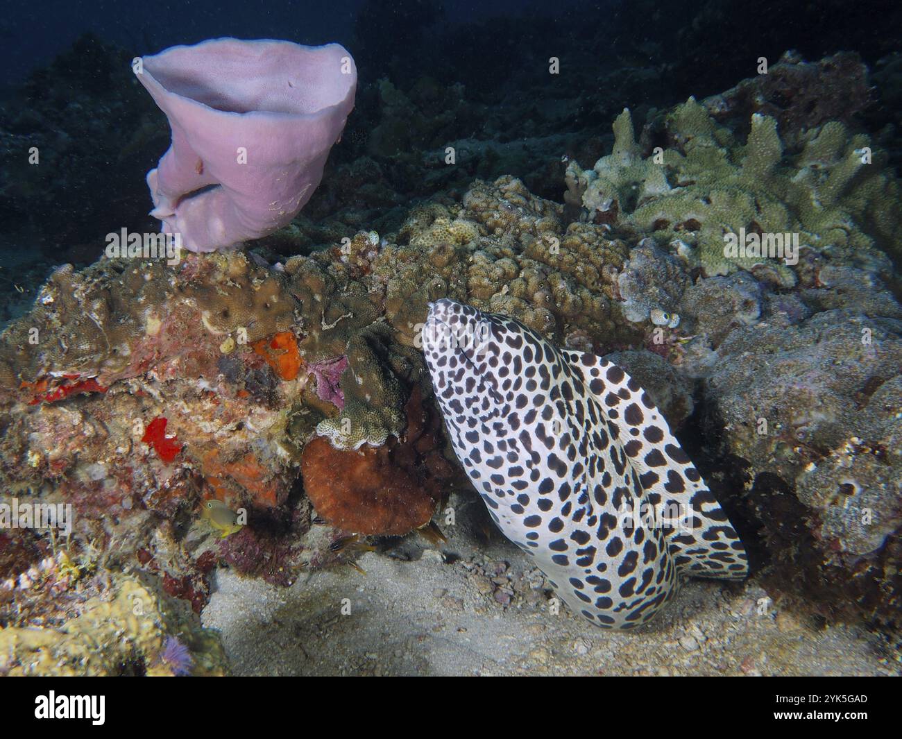 Large reticulated moray eel (Gymnothorax favagineus) among colourful ...