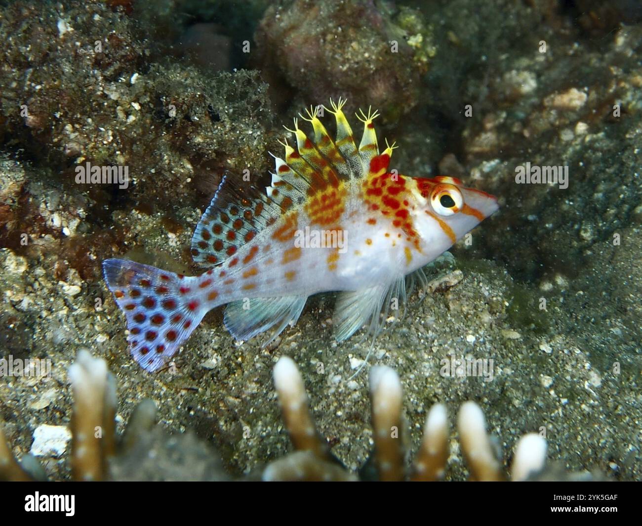 A colourful fish, Dwarf Hawkfish (Cirrhitichthys falco), resting on the ...