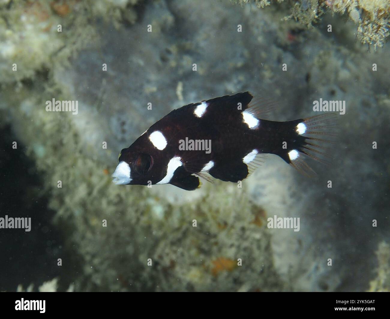 Black-and-white fish with spots, armpit pigmy wrasse (Bodianus ...