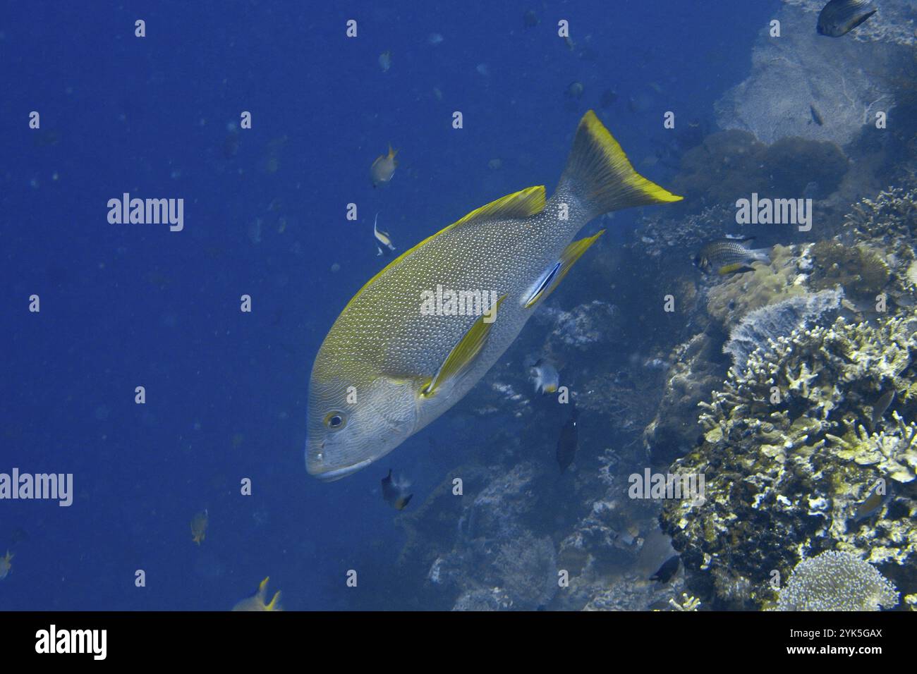 Large yellow-grey fish, Mangrove snapper (Lutjanus rivulatus), gliding ...
