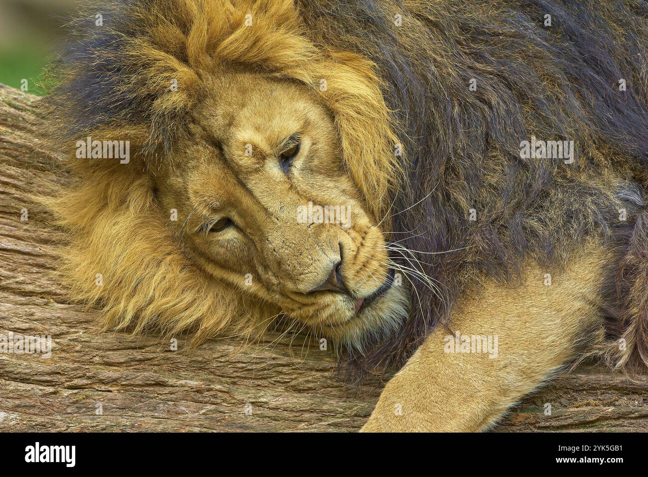 A lion lies on a tree trunk with a tired-looking face, captive, Germany ...