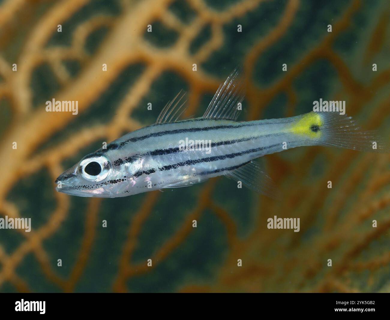 A striped fish with a yellow tail, five-line cardinalfish ...