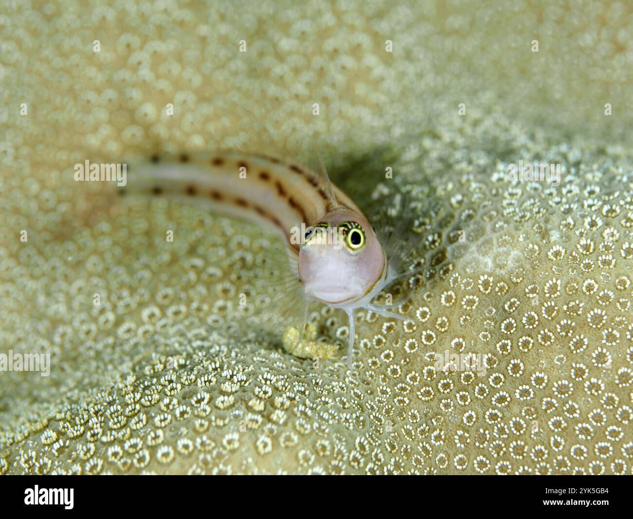A small three-striped blenny (Ecsenius trilineatus), blenny ...