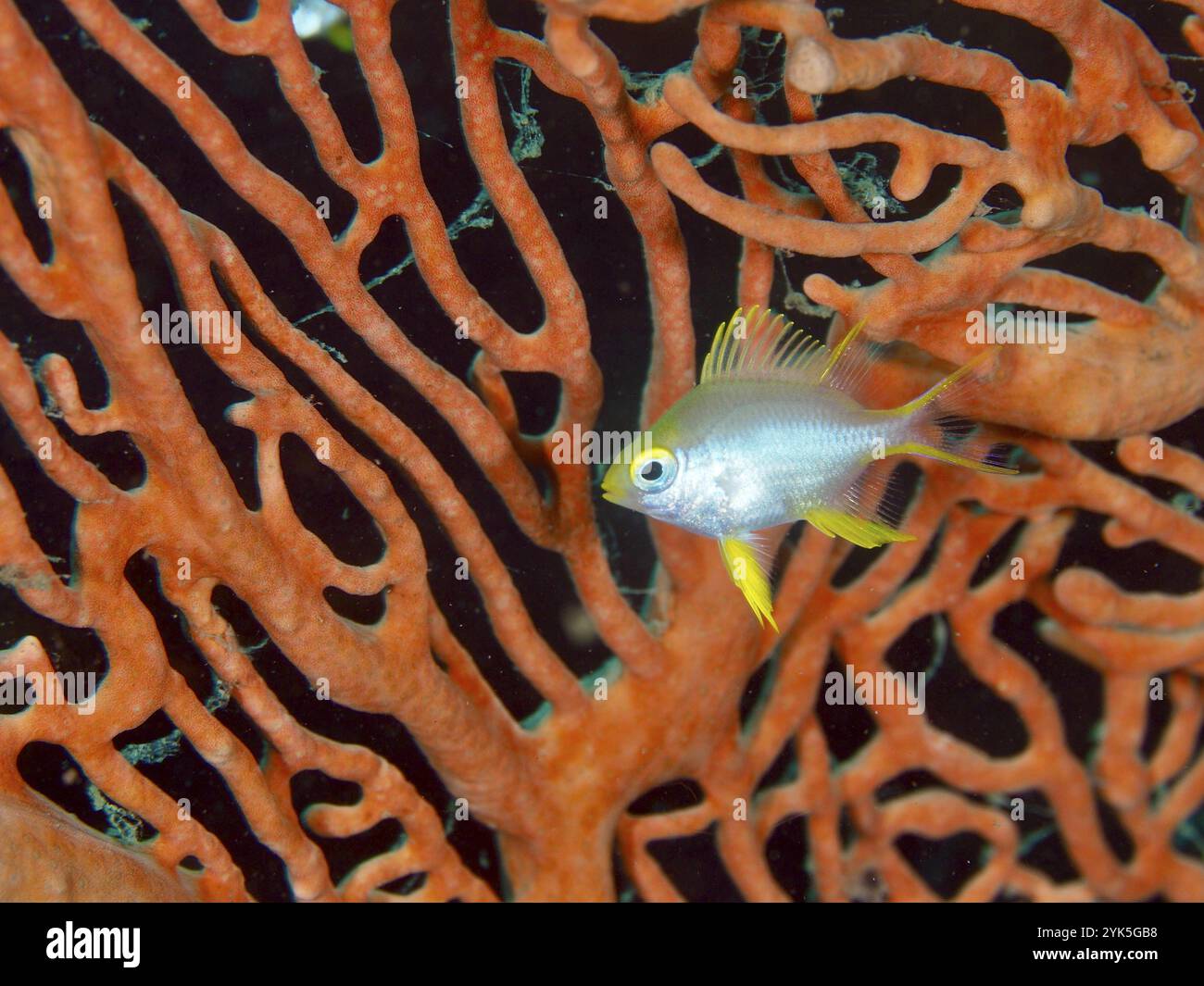 Small fish, Golden damselfish (Amblyglyphidodon aureus) juvenile ...