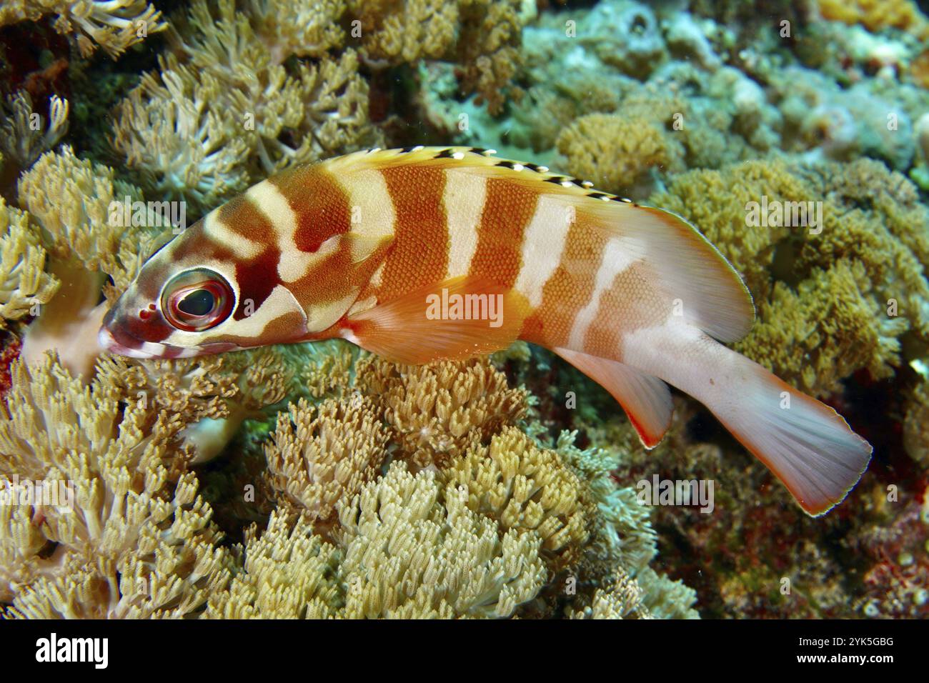 Underwater scene grouper fish swimming hi-res stock photography and ...