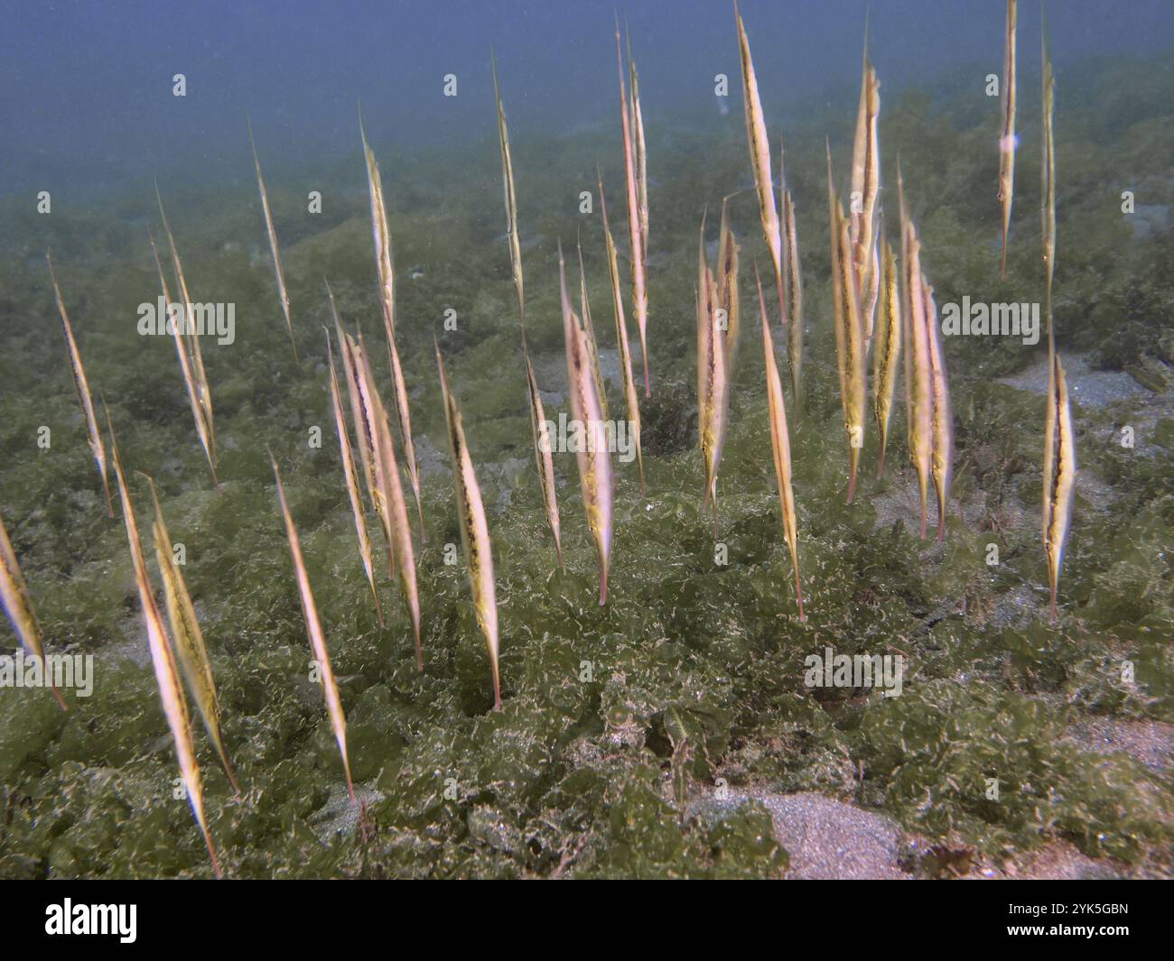 A school of jointed razorfish, razorfish (Aeoliscus strigatus) standing ...