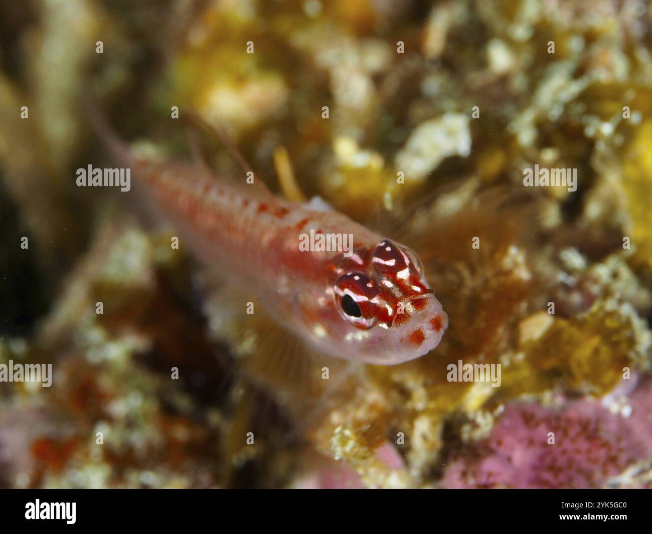 Close-up of a small red-spotted fish, hairfin dwarf goby (Eviota ...