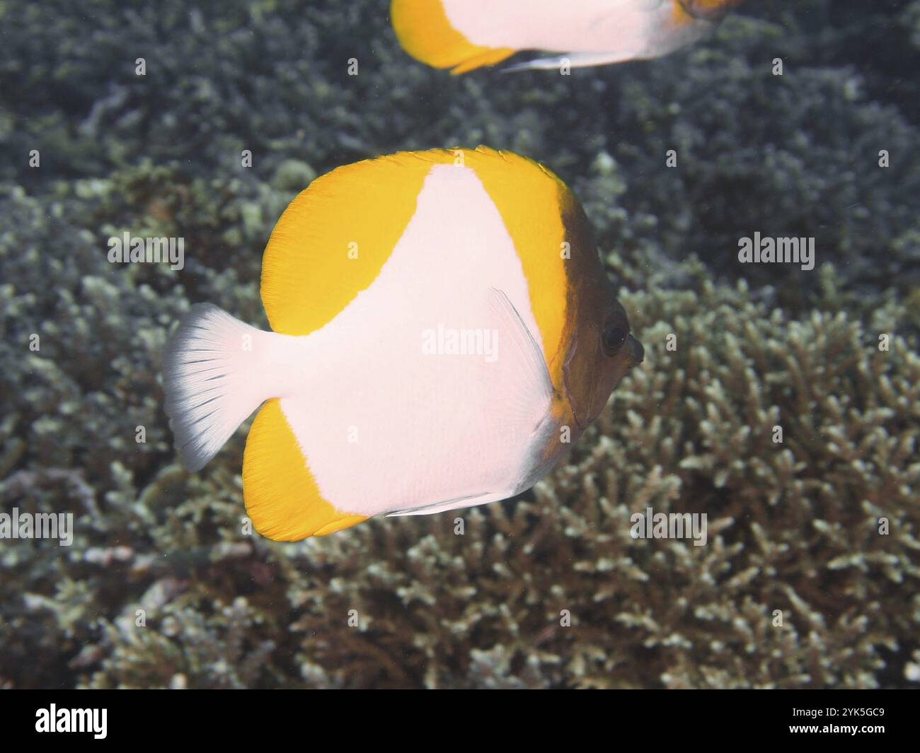 Close-up of a yellow-white fish, Pyramid butterflyfish (Hemitaurichthys ...