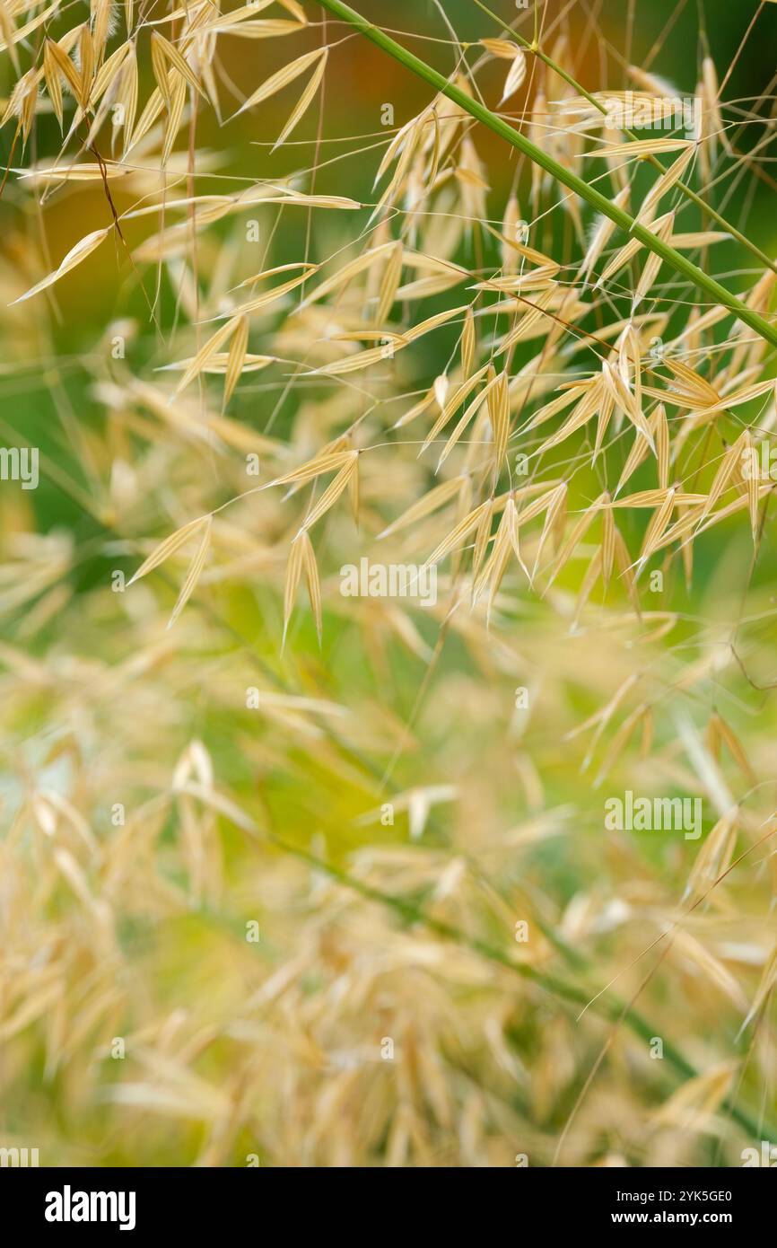 Celtica gigantea, giant feather grass, giant needle grass, golden oats ...