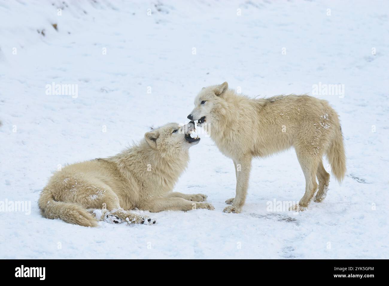 Arctic wolves in winter scene hi-res stock photography and images - Alamy
