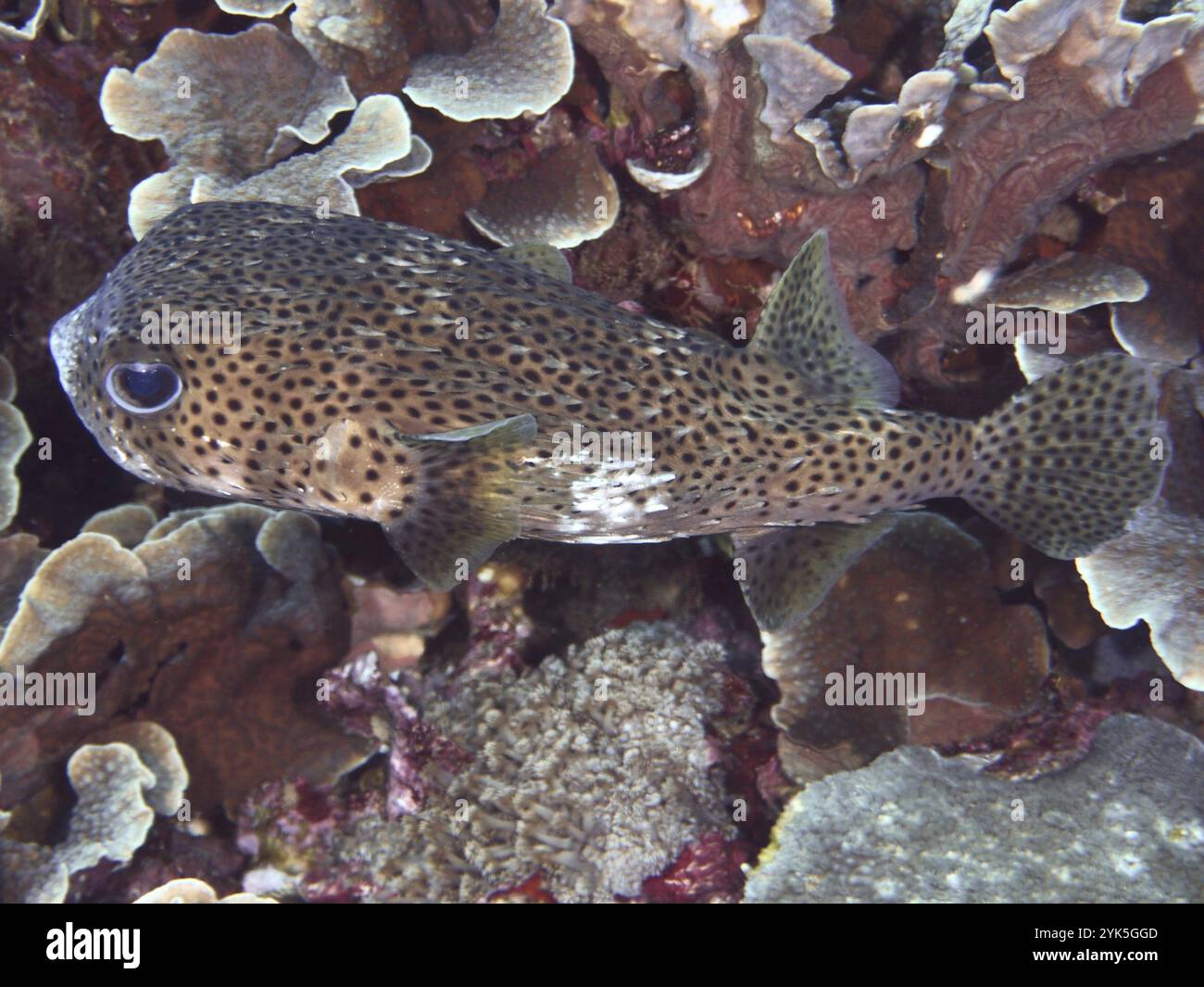 Spot-fin porcupinefish (Chilomycterus reticulatus) camouflages itself ...